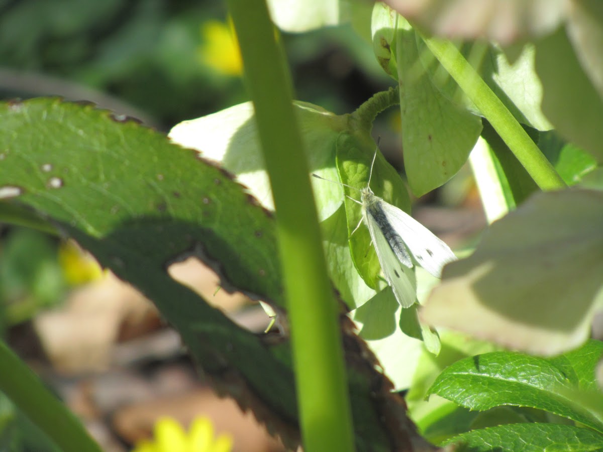 Small Cabbage White | Project Noah