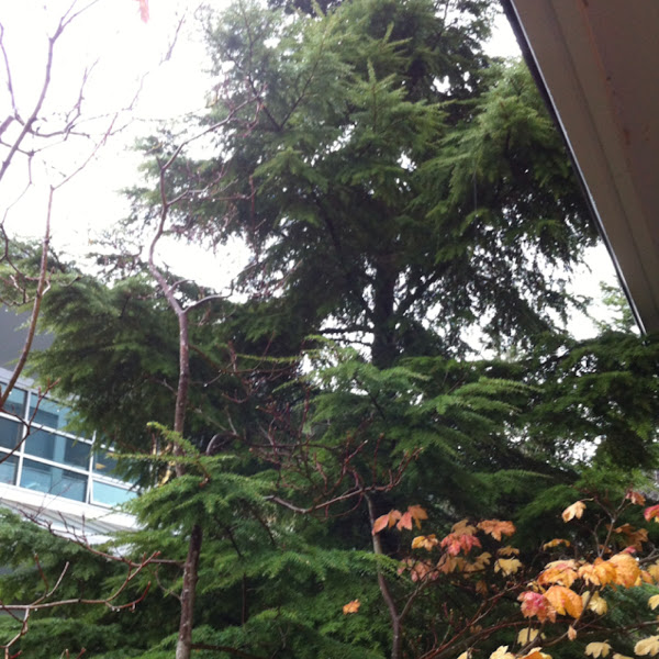 Western Hemlock | Project Noah