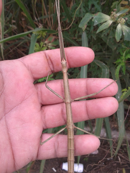 Insecto Palo | Project Noah