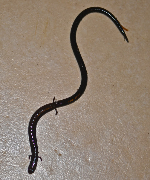 Salamander/Worm Salamander | Project Noah