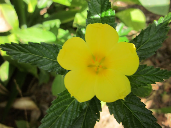 Buttercup bush | Project Noah