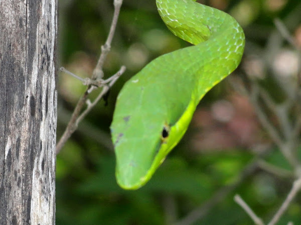 Chicotera | Project Noah