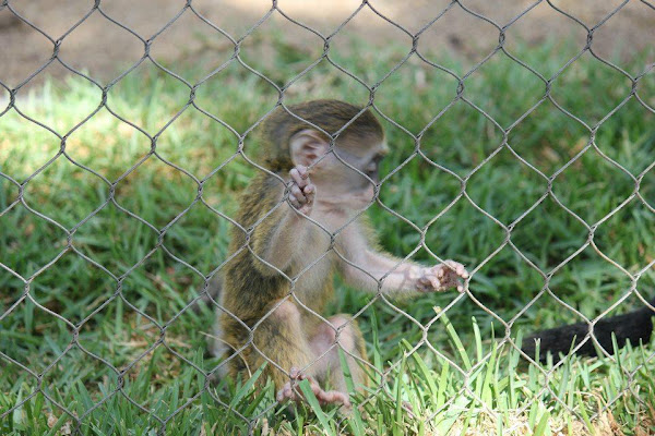 Macaco de brazza | Project Noah