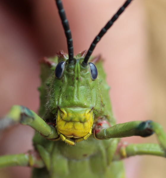 Green Milkweed Locust (Macros) or African Bush Grasshopper | Project Noah