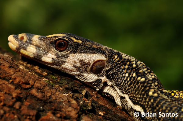 Spiny-neck Water Monitor | Project Noah