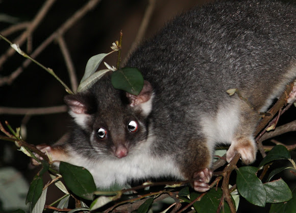 Common Ringtail Possum | Project Noah