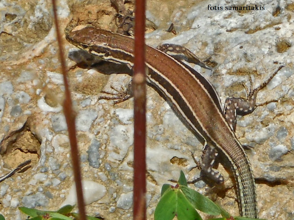 Cretan Wall Lizard | Project Noah