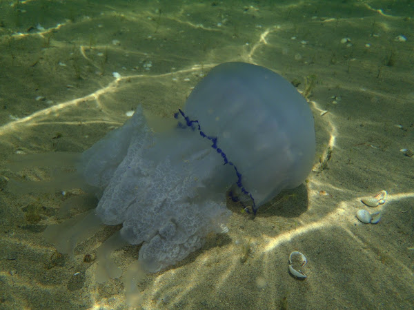 Acéfalo azul. Jellyfish | Project Noah