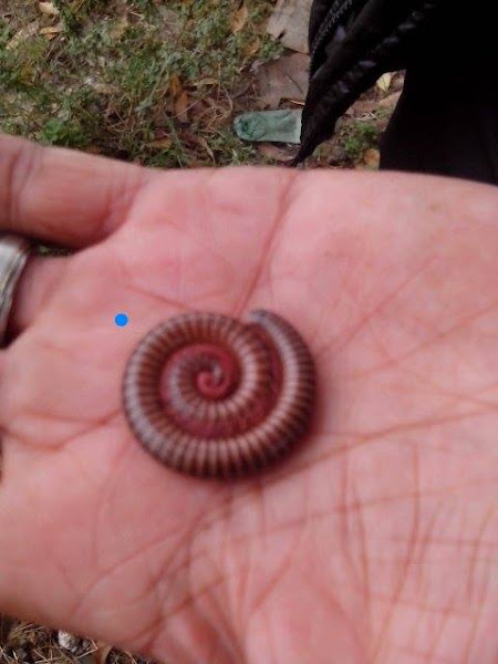 Mil Pies, o Rosquilla | Project Noah