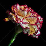 Photo Contest: Single Flower Black Background | Pixoto