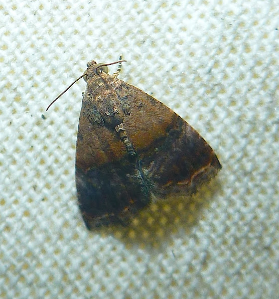 Micro-Lepidoptera | Project Noah