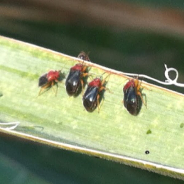 Yucca plant bug | Project Noah