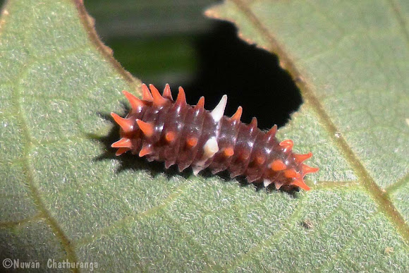 Ceylon Rose Caterpillar | Project Noah