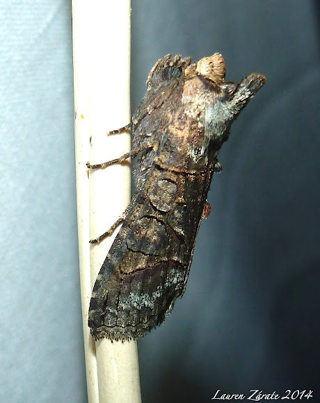 Twig Mimic Moth | Project Noah