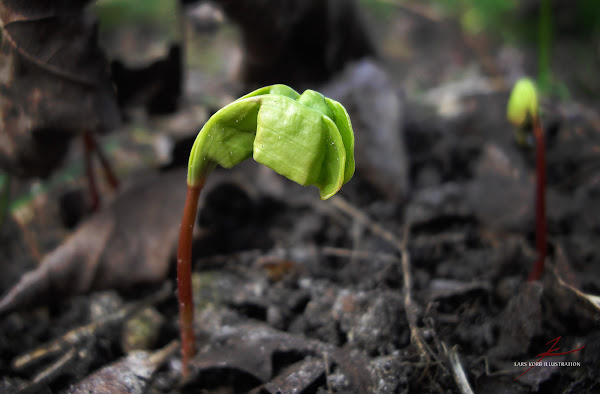 Red Maple, sprout | Project Noah