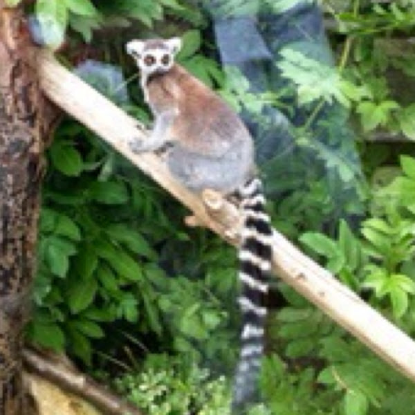 Ring-tailed lemur | Project Noah
