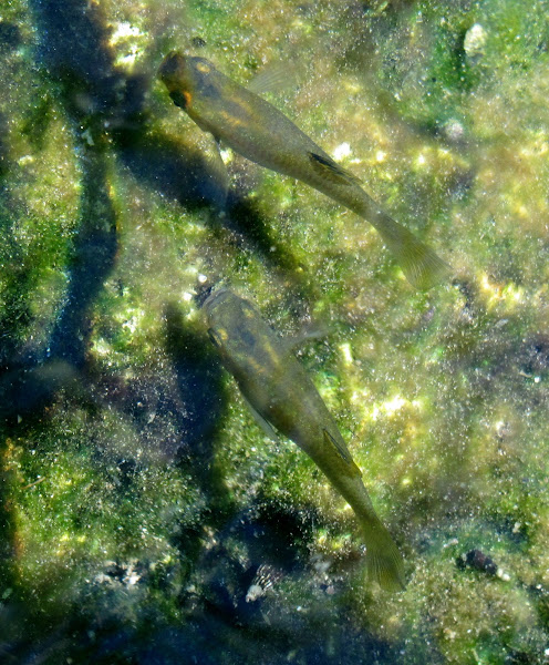 Shortfin molly | Project Noah