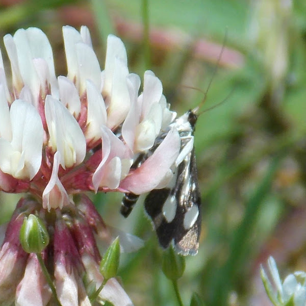White-spotted Sable | Project Noah