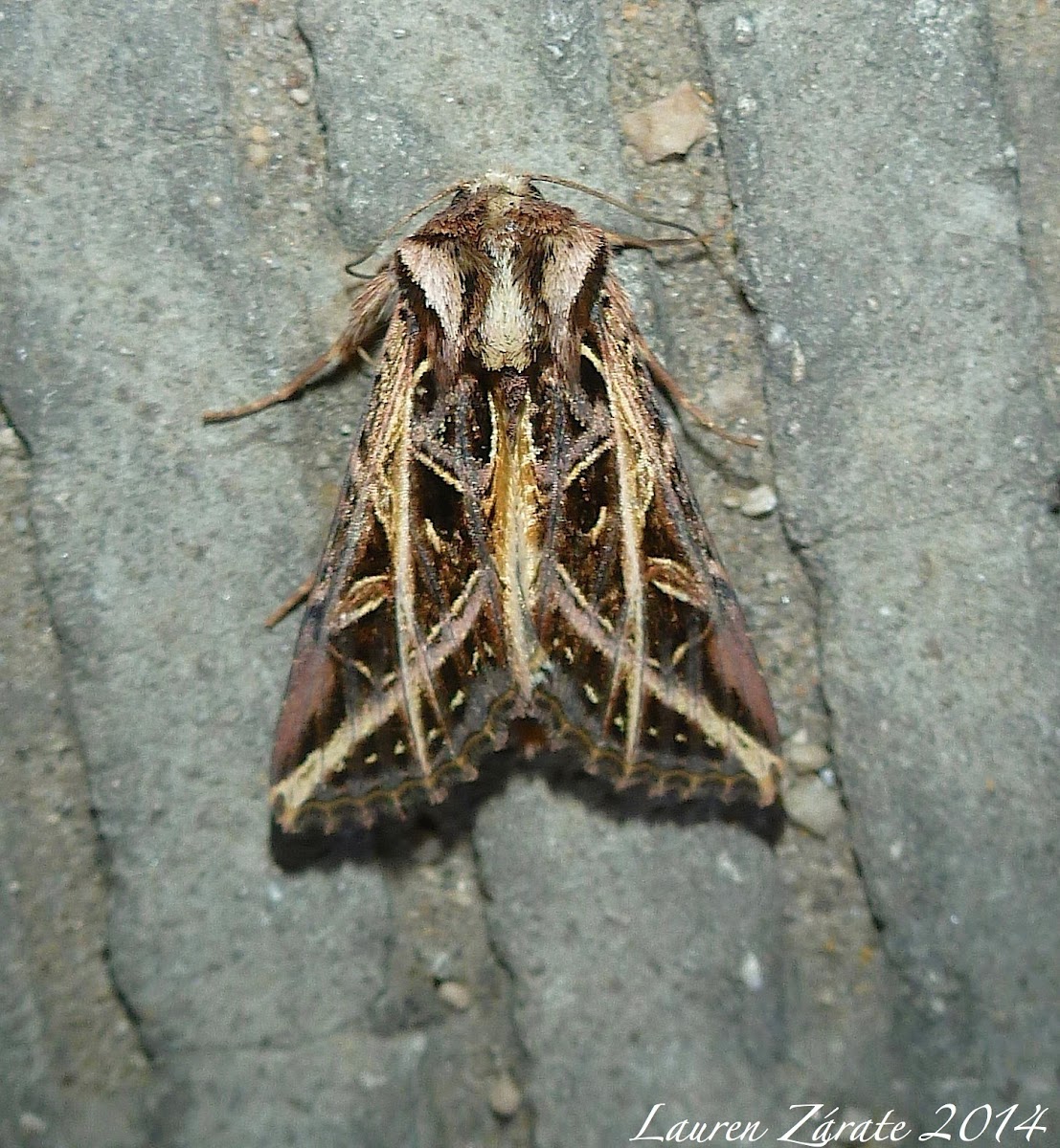Noctuid Moth | Project Noah