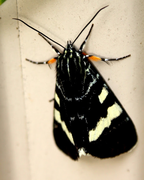 Australian Grapevine Moth | Project Noah