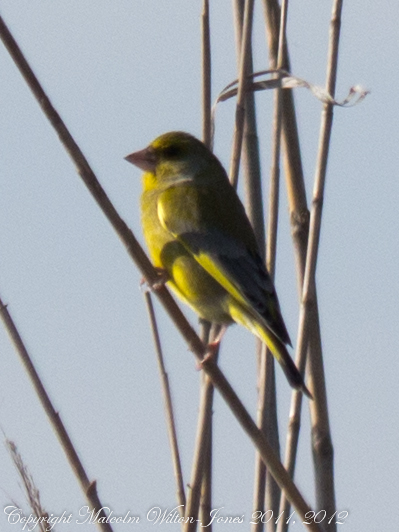 Greenfinch; Verderón | Project Noah
