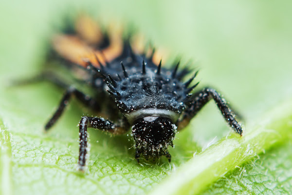 Lady Bug Larva | Project Noah