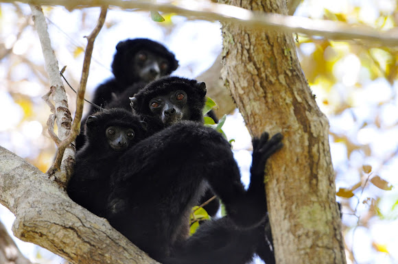 Perrier’s sifaka | Project Noah