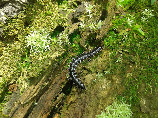 Armoured millipede | Project Noah