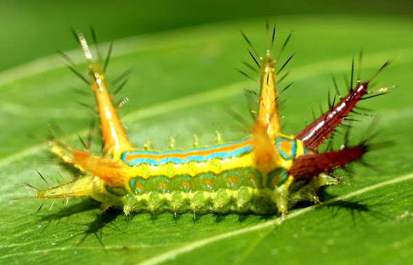 Wattle Cup Moth Caterpillar | Project Noah