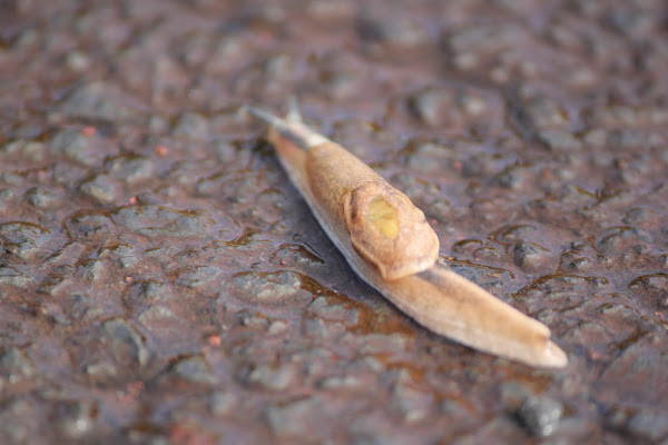 Yellow-shelled semi-slug | Project Noah