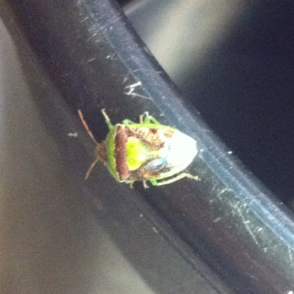 Stink bug | Project Noah