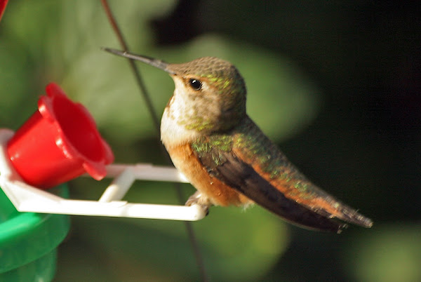 Rufous Hummingbird - Juvenile | Project Noah