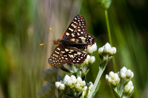 Variable Checkerspot | Project Noah