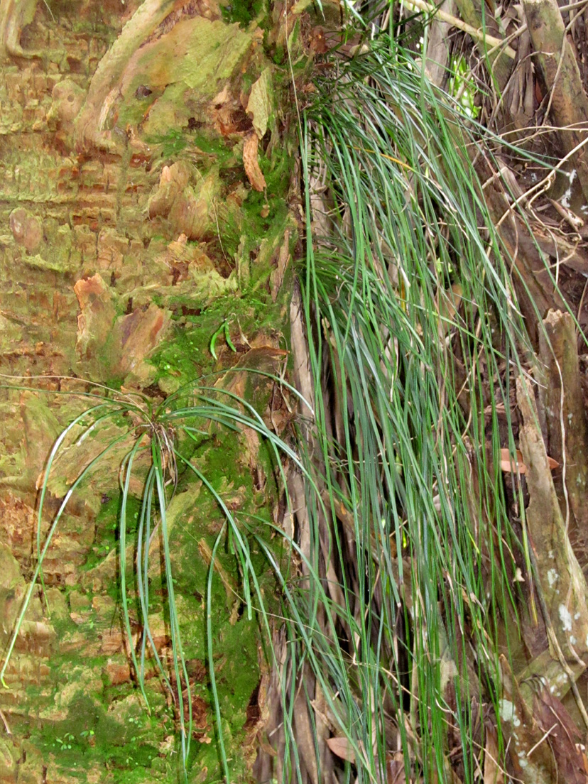 Shoestring Fern | Project Noah