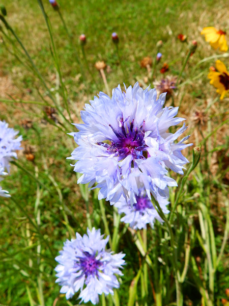 Cornflower (light blue variety) | Project Noah