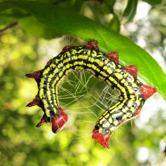 Azalea Caterpillar | Project Noah