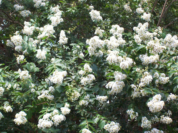 crepe myrtle; crape myrtle | Project Noah