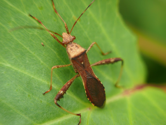 Bean Bug | Project Noah