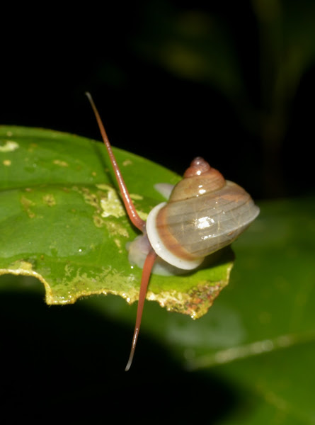 Snail | Project Noah