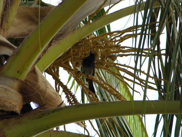 Bulbul | Project Noah