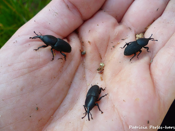 Agave weevil | Project Noah