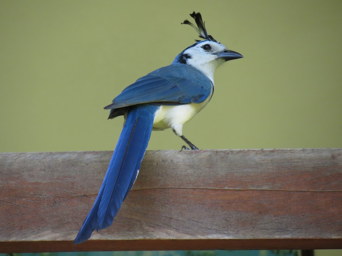 White-throated magpie jay | Project Noah