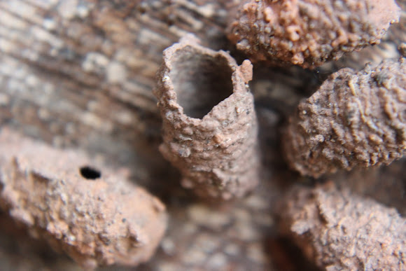 Mud Dauber Nest | Project Noah
