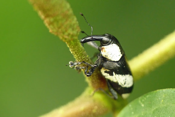Black and White Weevil | Project Noah