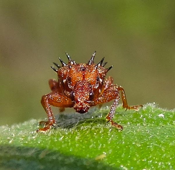 leaf-rolling weevil | Project Noah