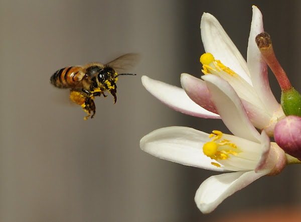 Honeybee | Project Noah