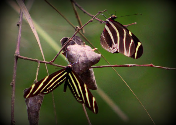 Zebra Longwing | Project Noah