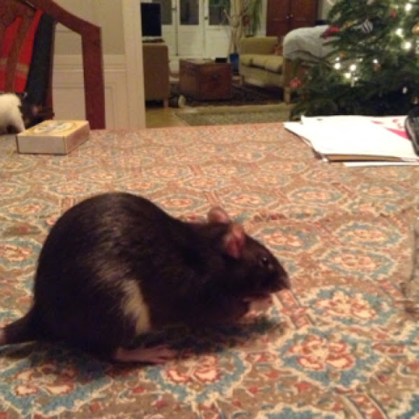 Domestic Rat | Project Noah