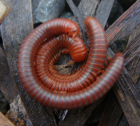 Rusty millipedes | Project Noah