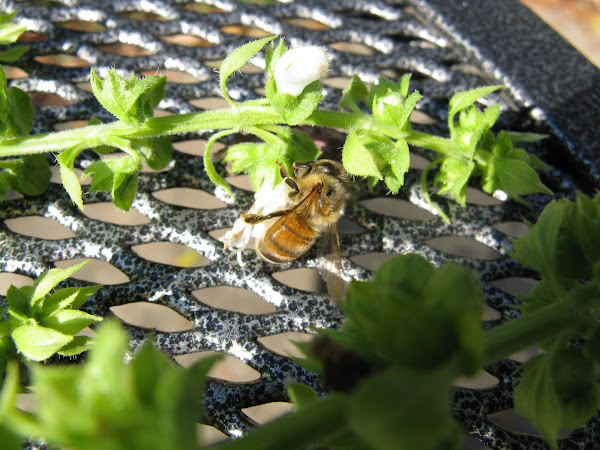 Honey Bee | Project Noah